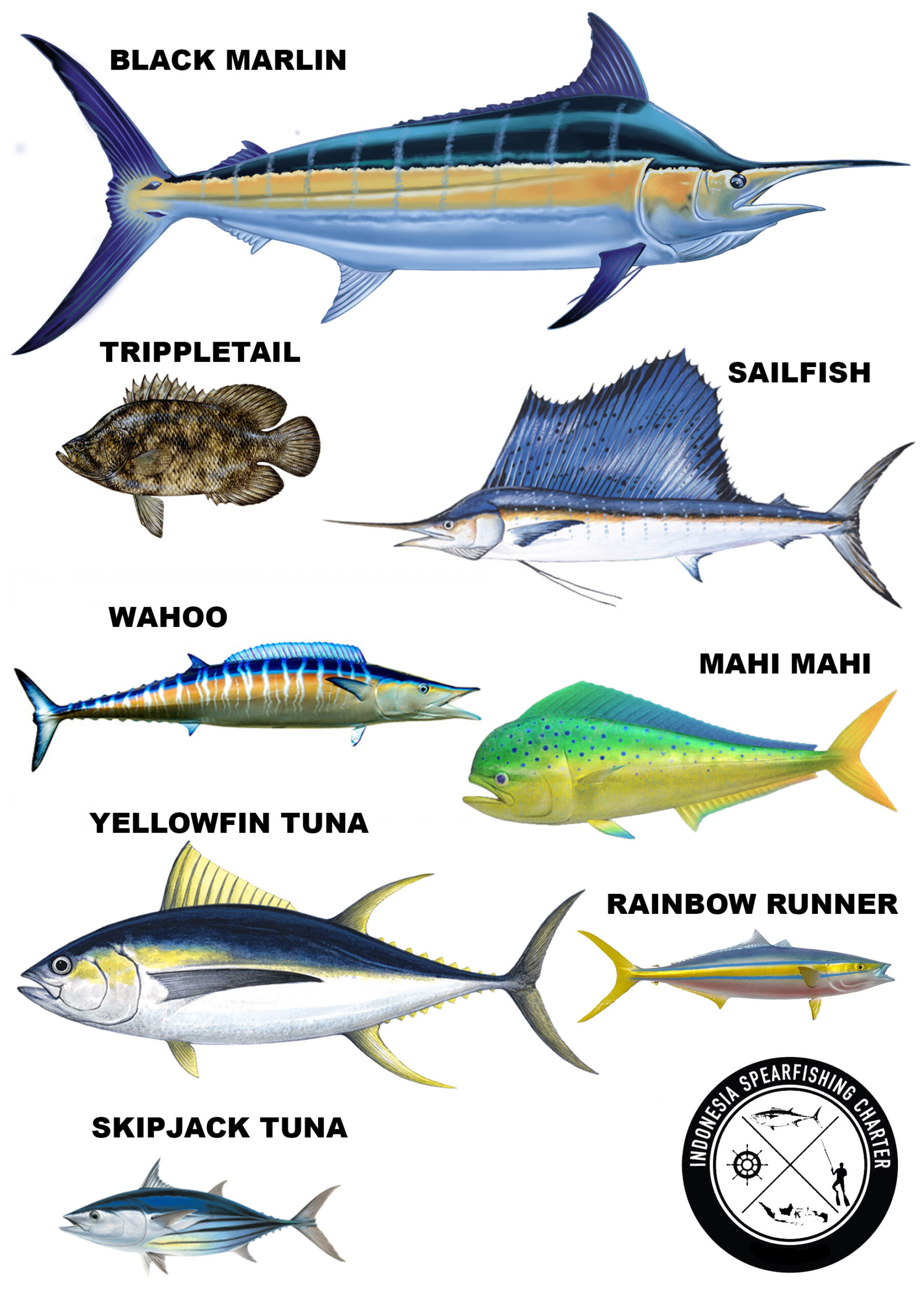 INDONESIA SPEARFISHING CHARTER FAD BALI FISH SPECIES
